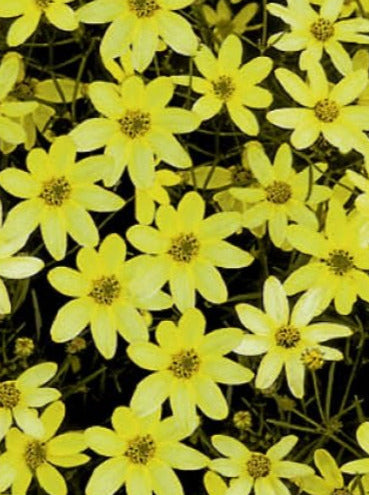 does moonbeam coreopsis spread