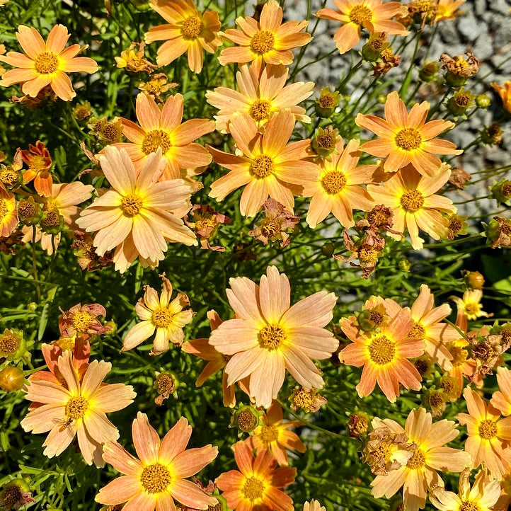 SUMMER BLOOMING – Garden Shack Farm