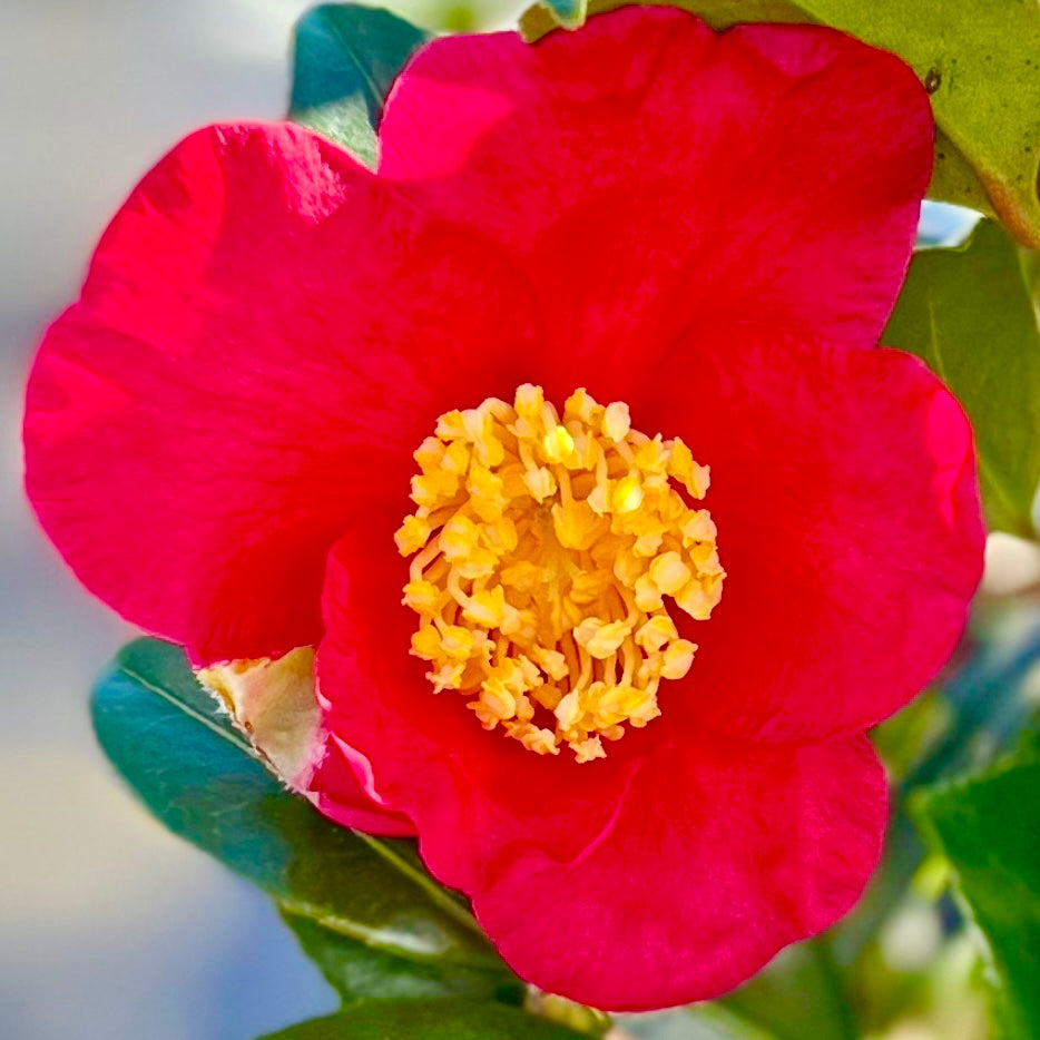 WINTER BLOOMING OR COLORFUL – Garden Shack Farm