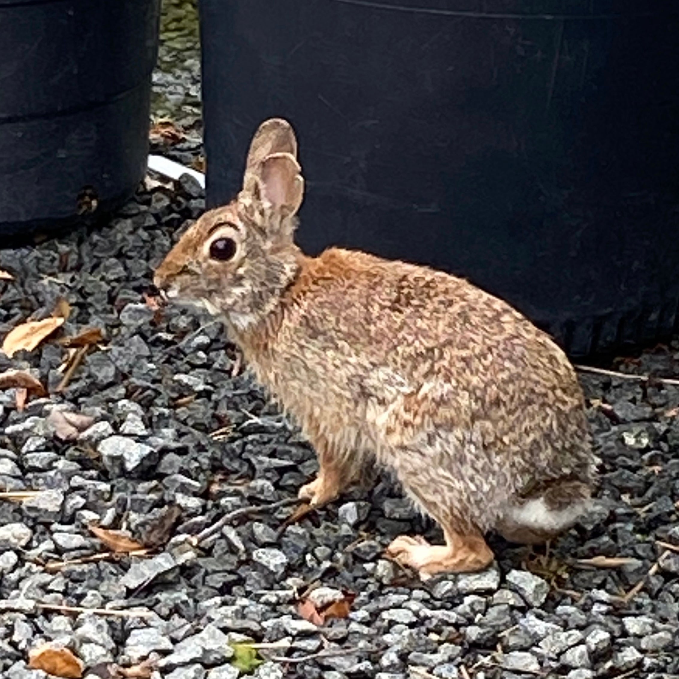 RABBIT RESISTANT – Garden Shack Farm