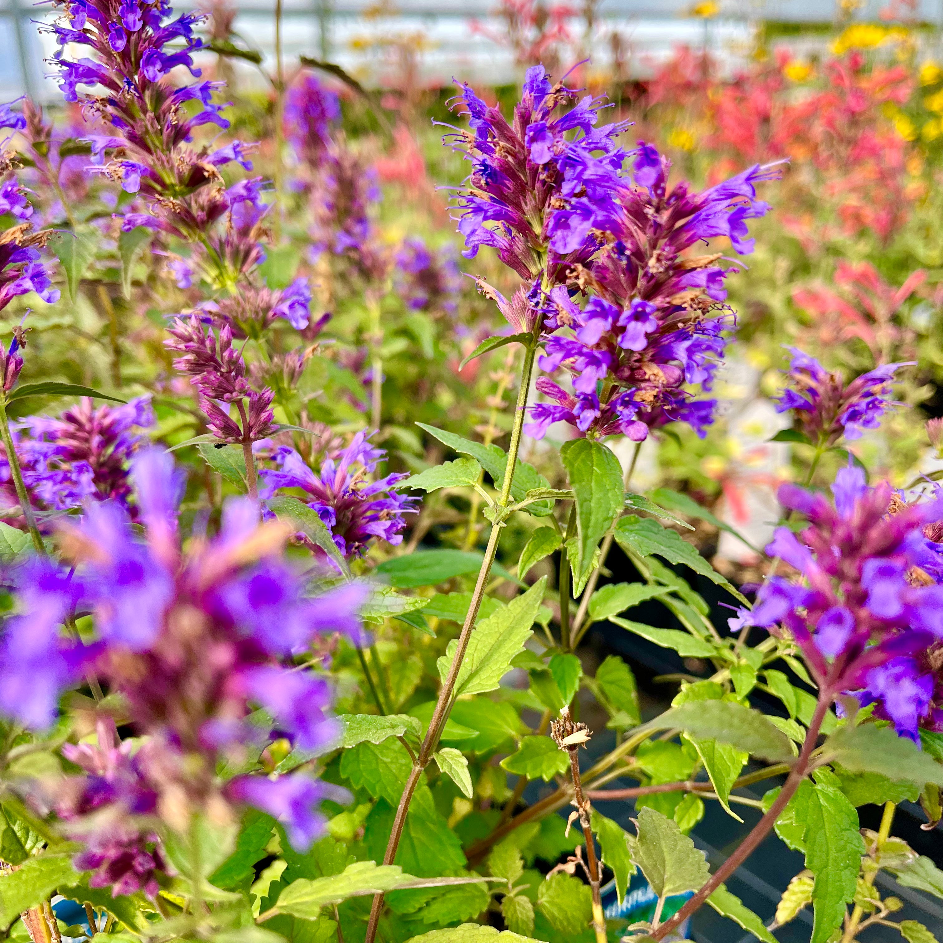 FALL BLOOMING OR COLORFUL – Garden Shack Farm