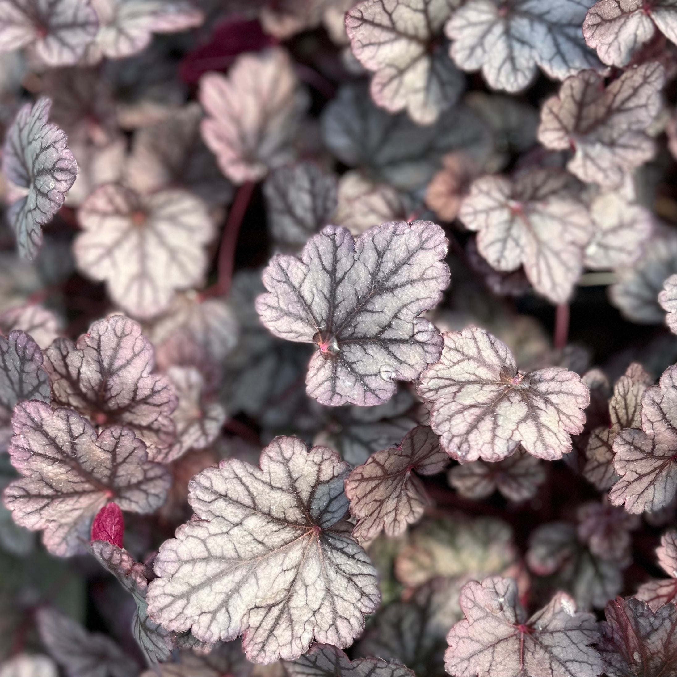 GROUNDCOVERS – Garden Shack Farm