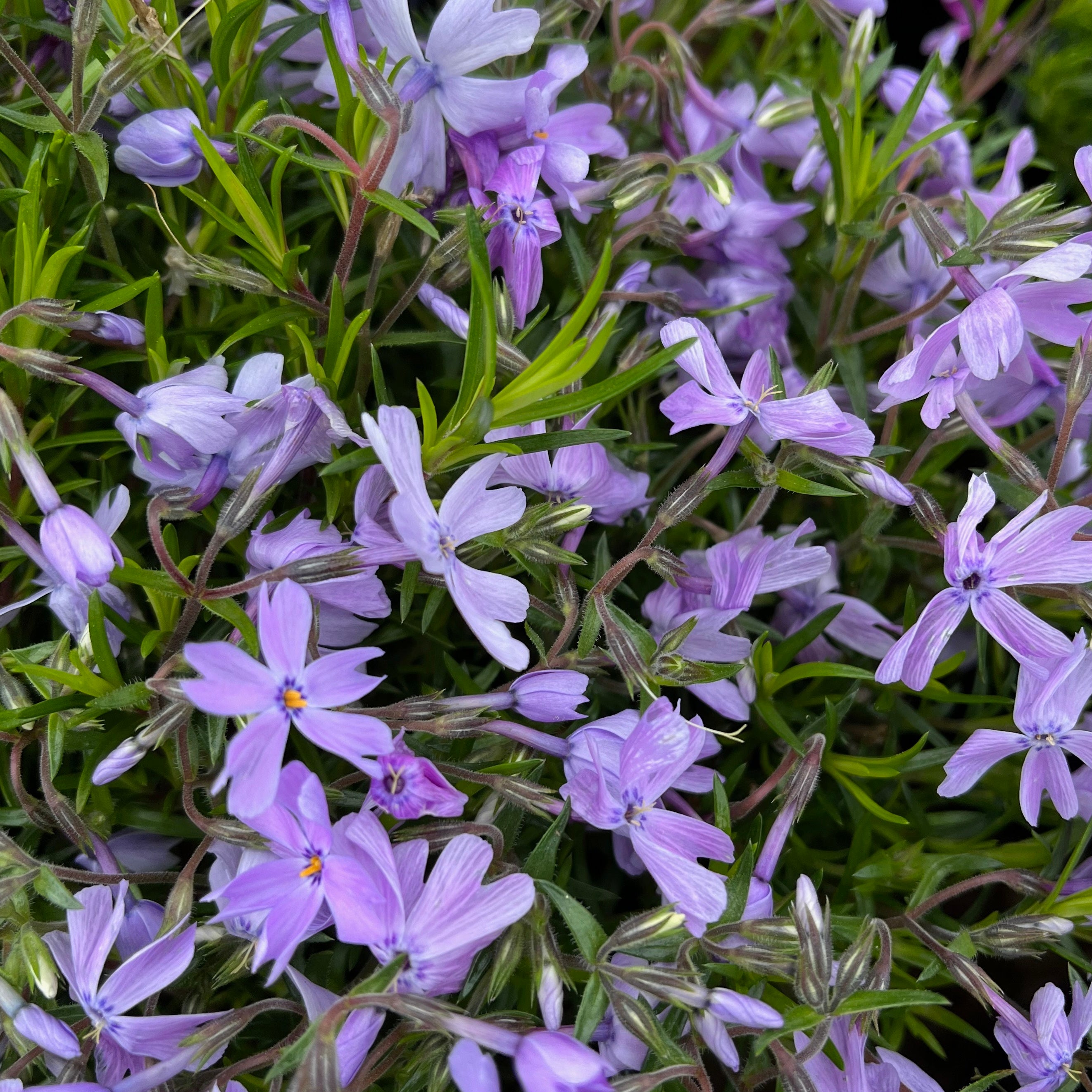 SPRING BLOOMING – Garden Shack Farm