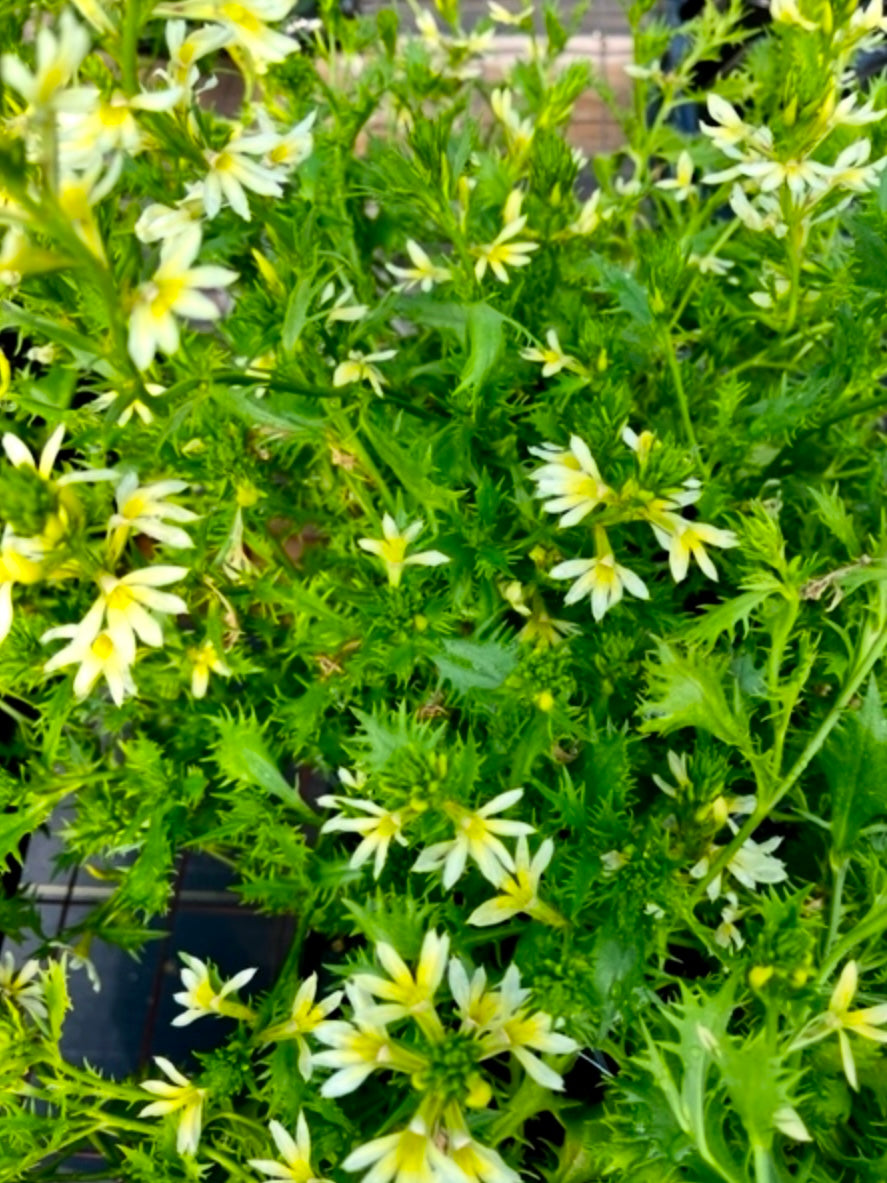 SCAEVOLA, SCALORA SUNTASTIC YELLOW – Garden Shack Farm