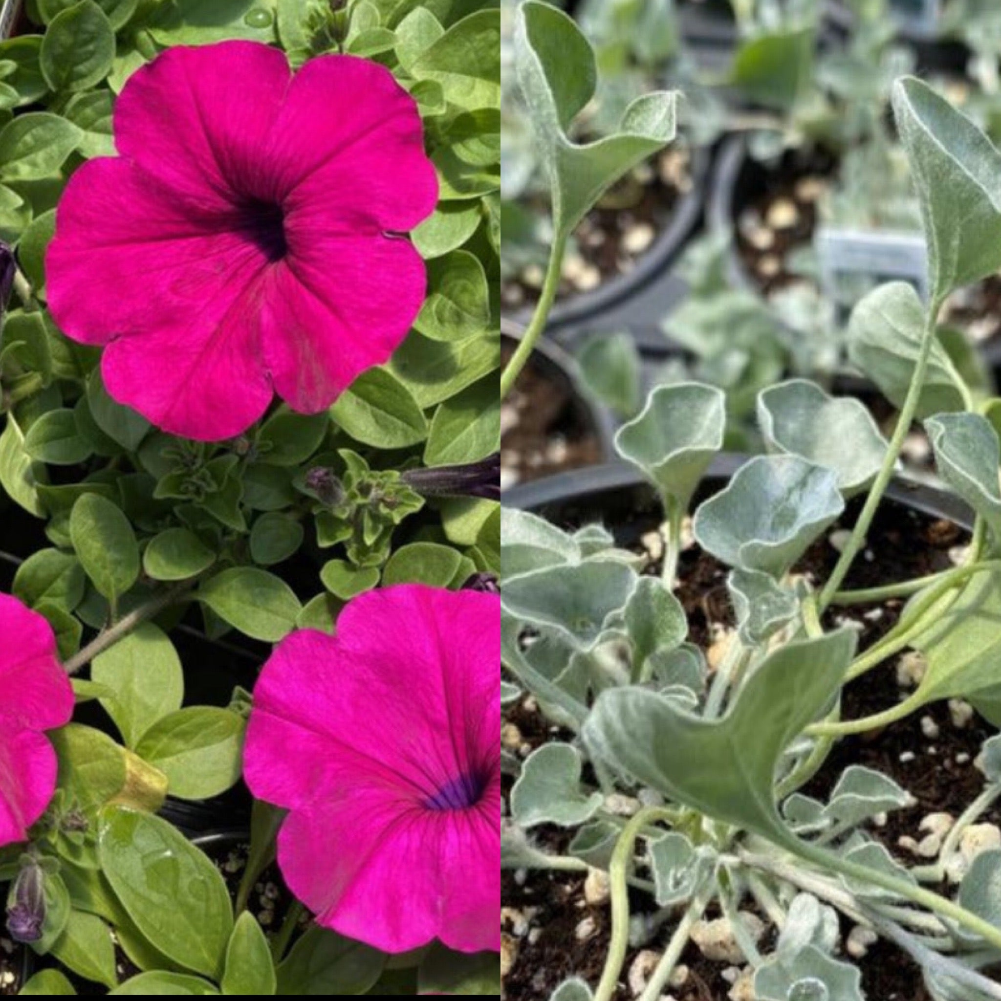 COMBINATION GSF, KING BLING – Garden Shack Farm