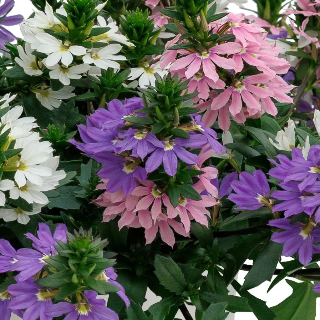 COMBINATION K K, FANATIX SPRING SPIRIT – Garden Shack Farm