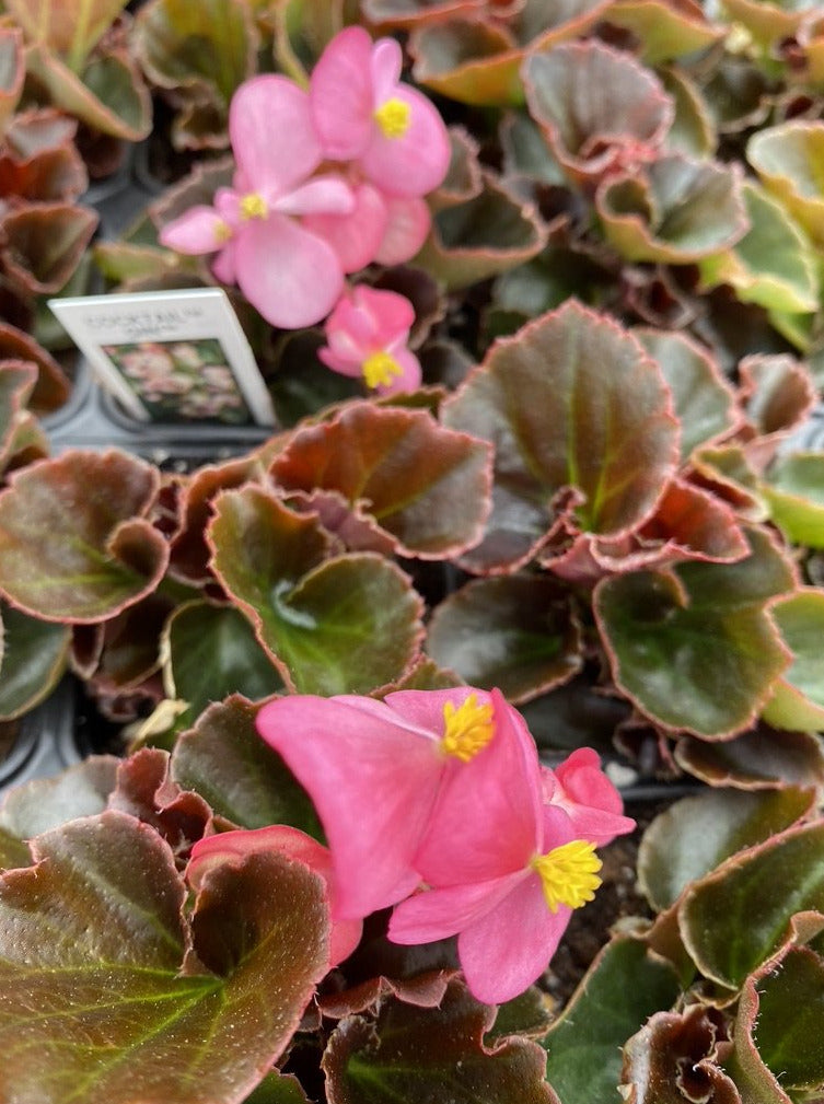 BEGONIA, COCKTAIL GIN – Garden Shack Farm