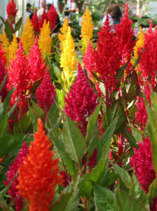 CELOSIA, FIRST FLAME MIX – Garden Shack Farm