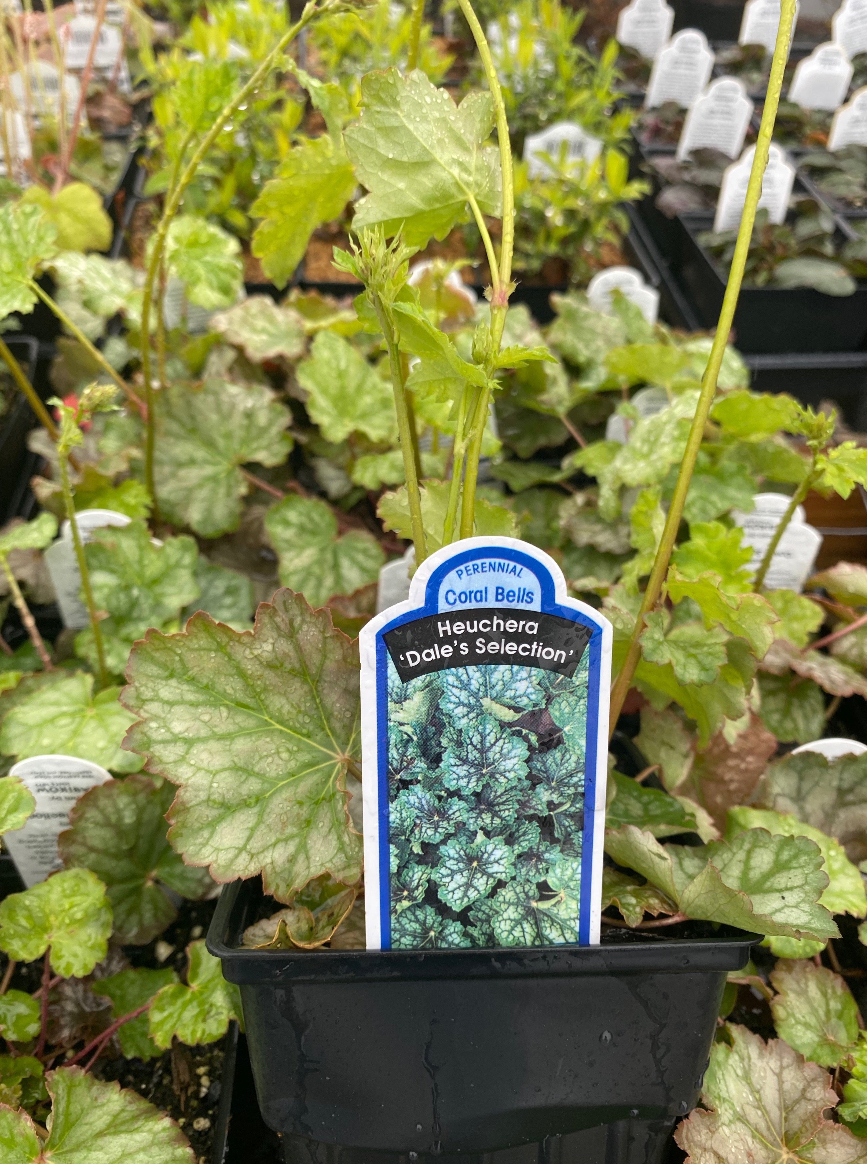 HEUCHERA, DALE'S STRAIN (CORAL BELLS) – Garden Shack Farm