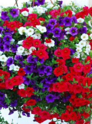 COMBINATION TRIXI, OLD GLORY – Garden Shack Farm