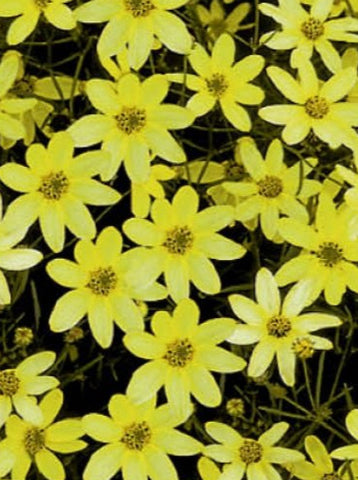 moonbeam coreopsis native