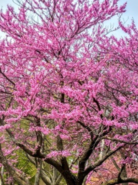Eastern Redbud Spring