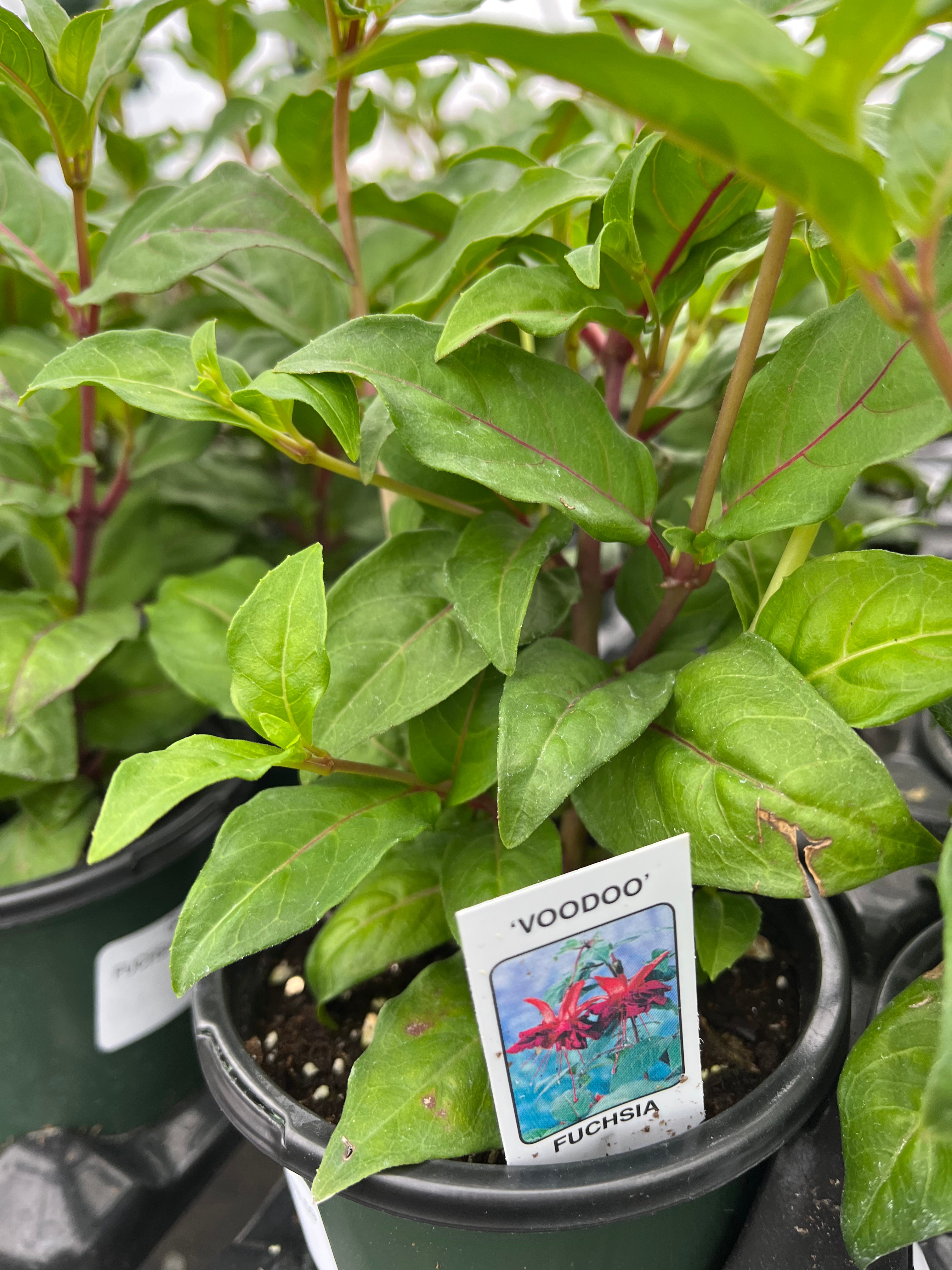 FUCHSIA, UPRIGHT VOODOO – Garden Shack Farm