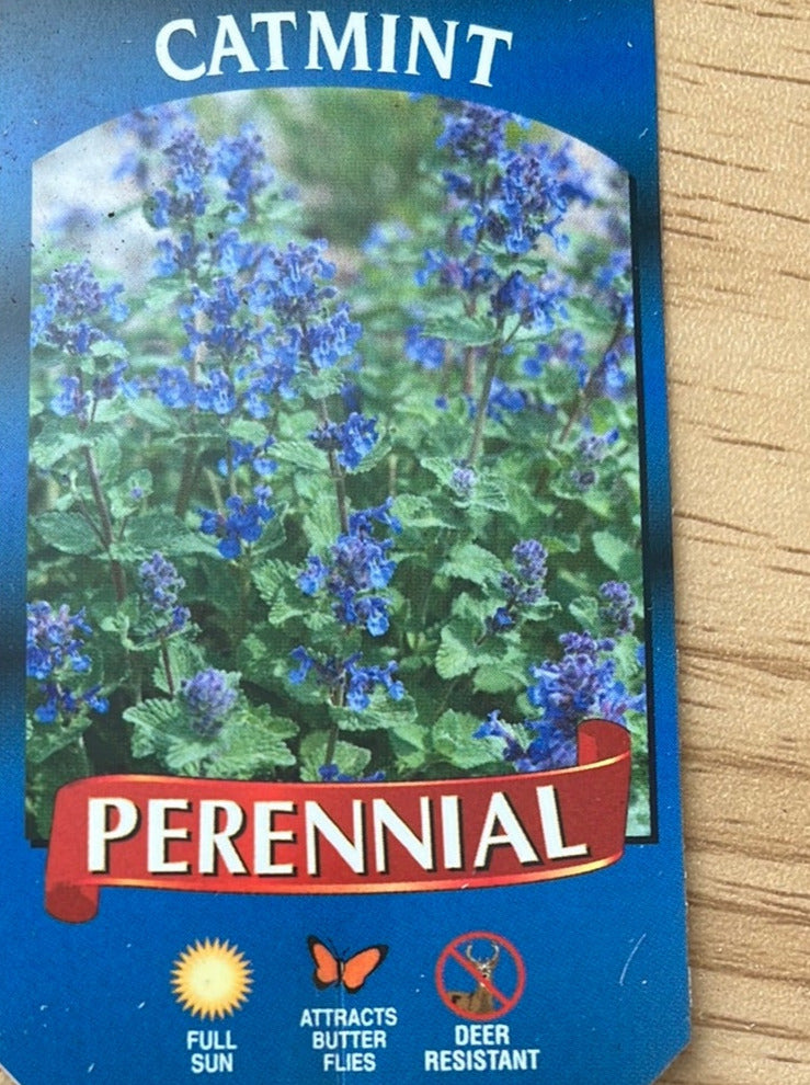 NEPETA, EARLY BIRD (CATMINT) – Garden Shack Farm