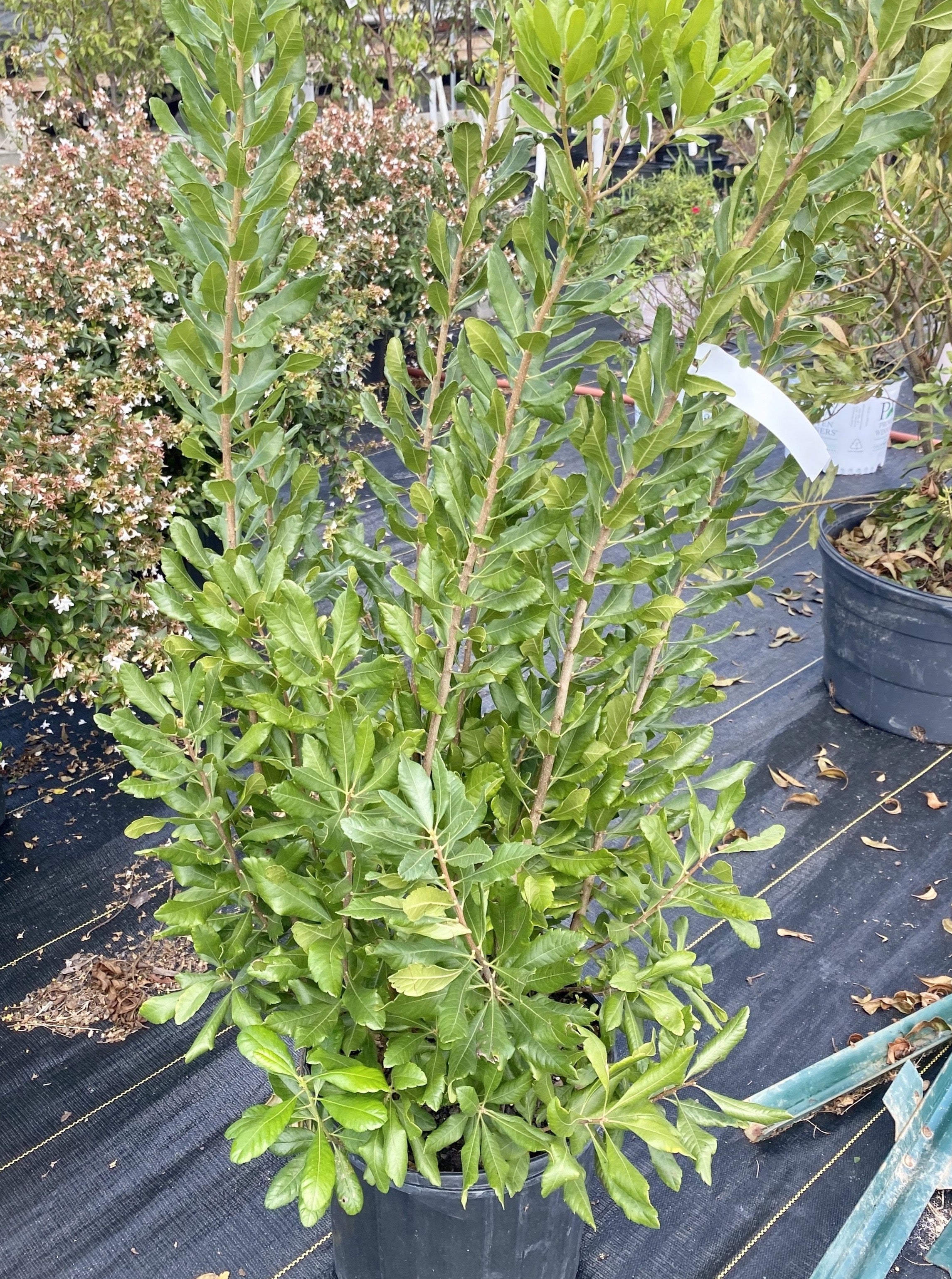 Myrica Pensylvanica