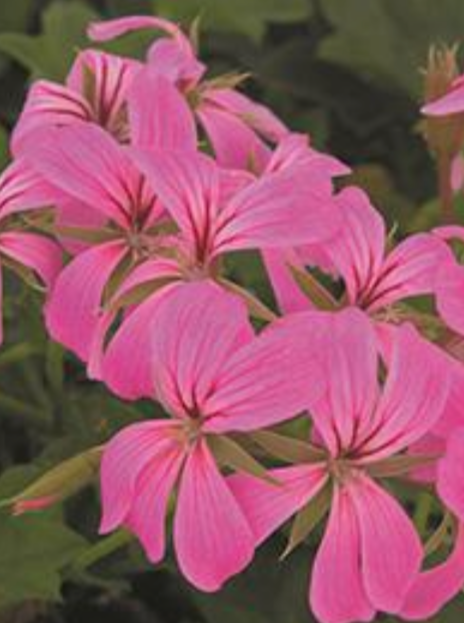 IVY GERANIUM, CASCADE MINICASCADE LAVENDER – Garden Shack Farm