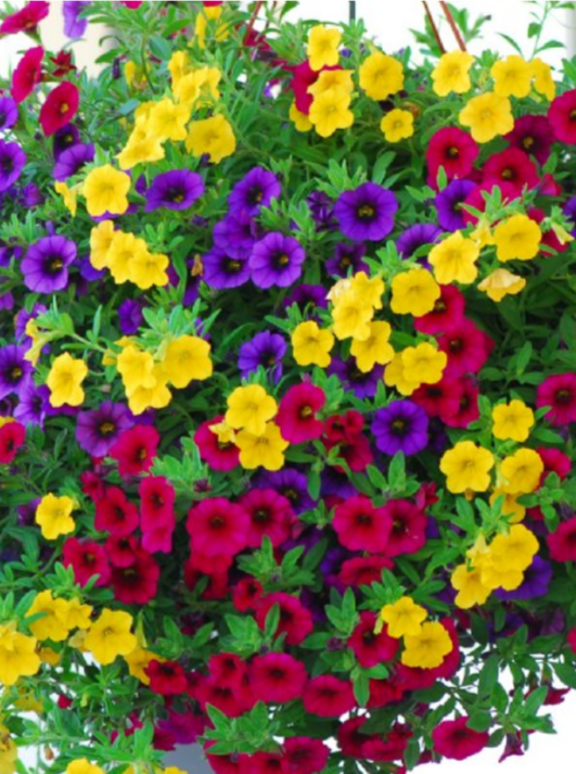 COMBINATION TRIXI, GOLD AND BOLD – Garden Shack Farm
