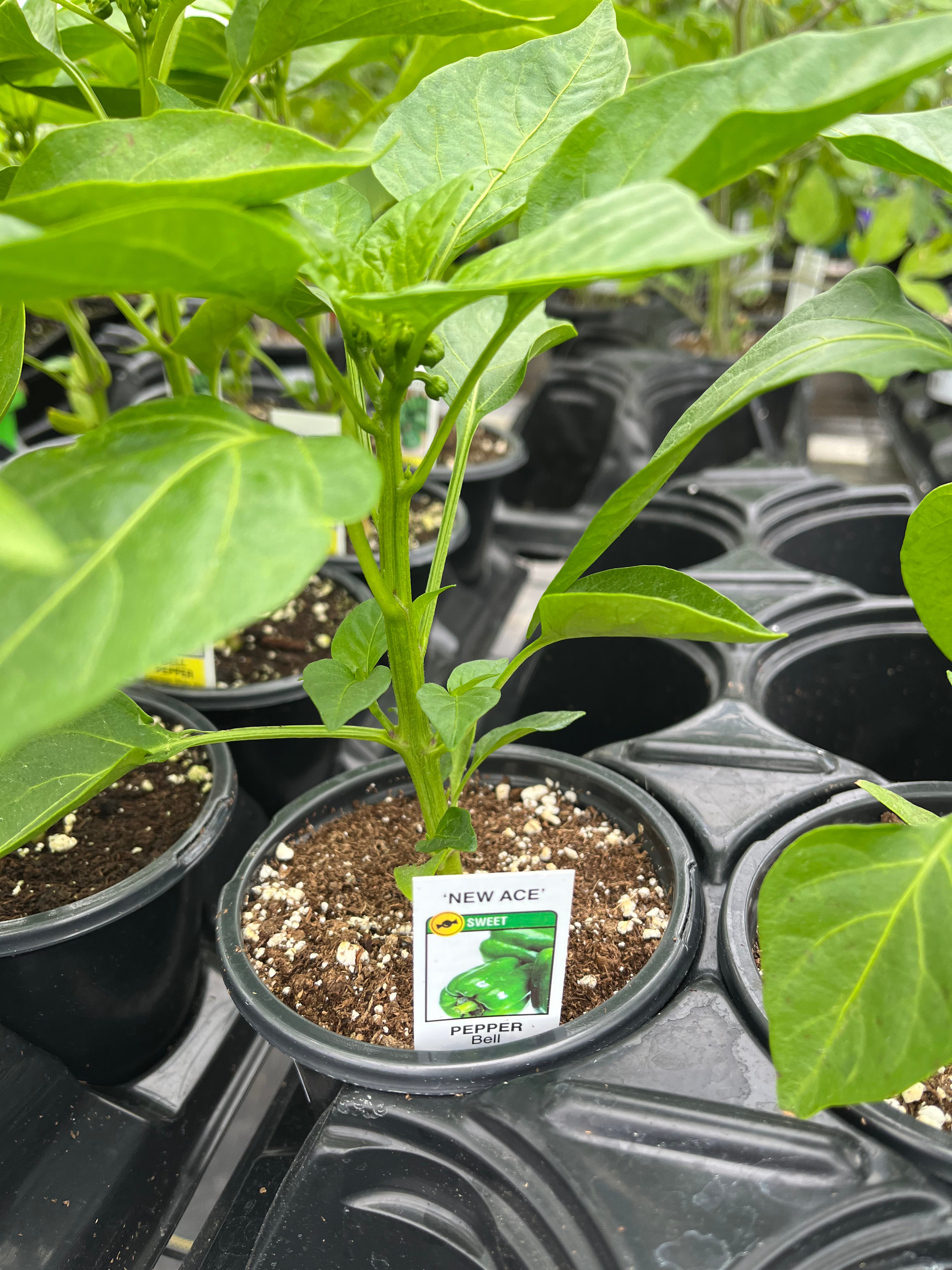 PEPPER, NEW ACE – Garden Shack Farm