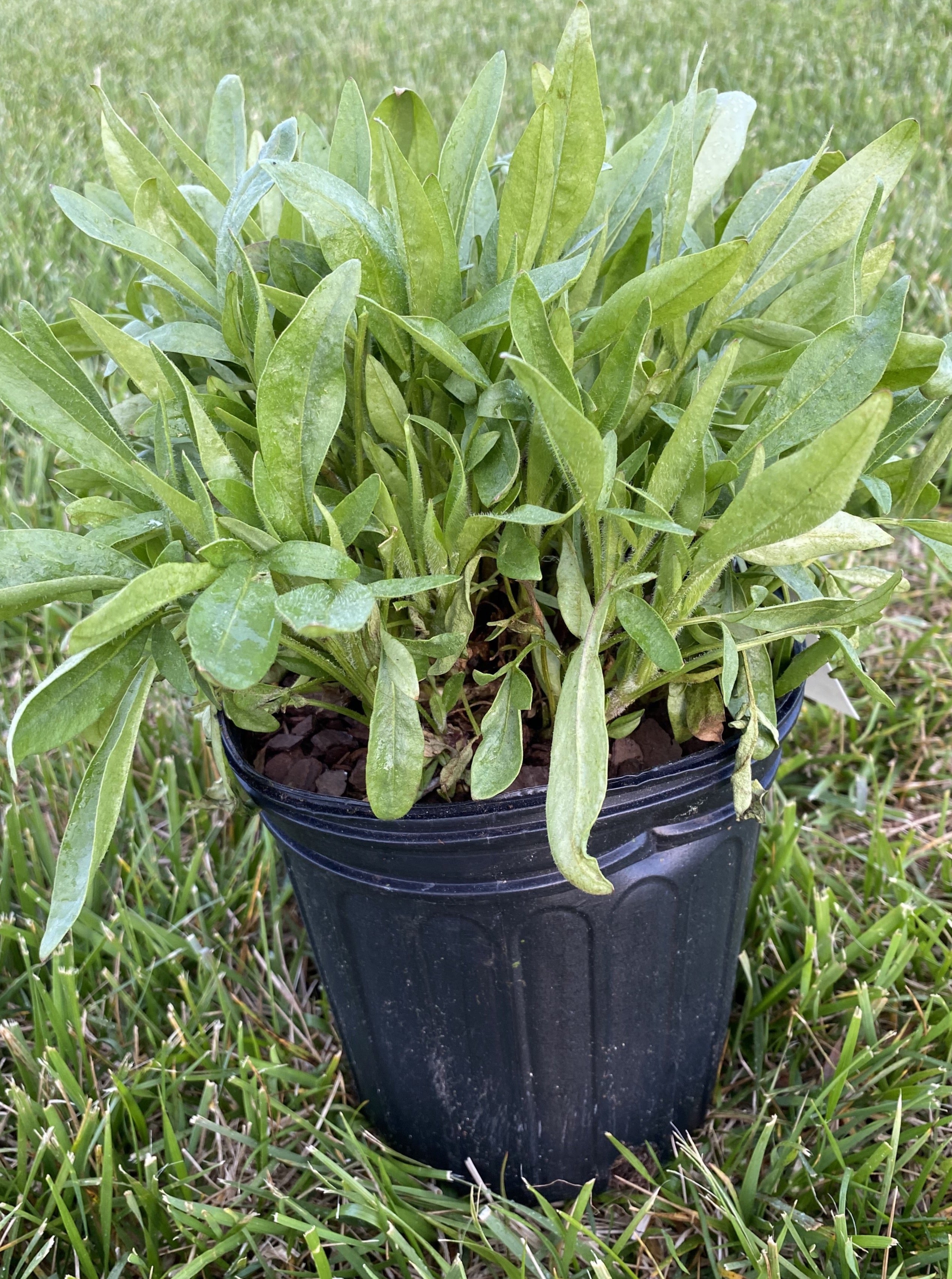 COREOPSIS, UPTICK RED (TICKSEED) – Garden Shack Farm